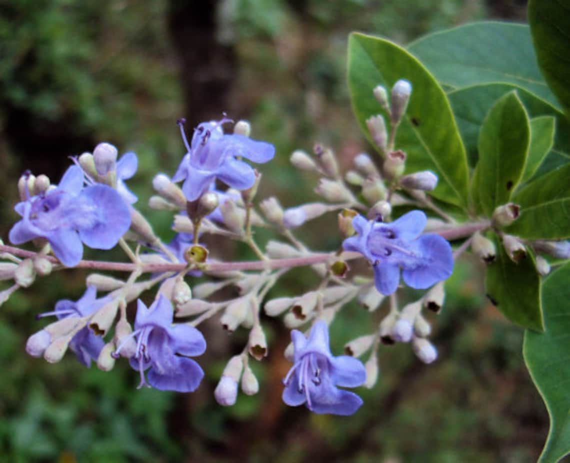 Vitex Trifolia RARE Tropical Flower Tree Shrub Simple Leaf Chaste Tree ...