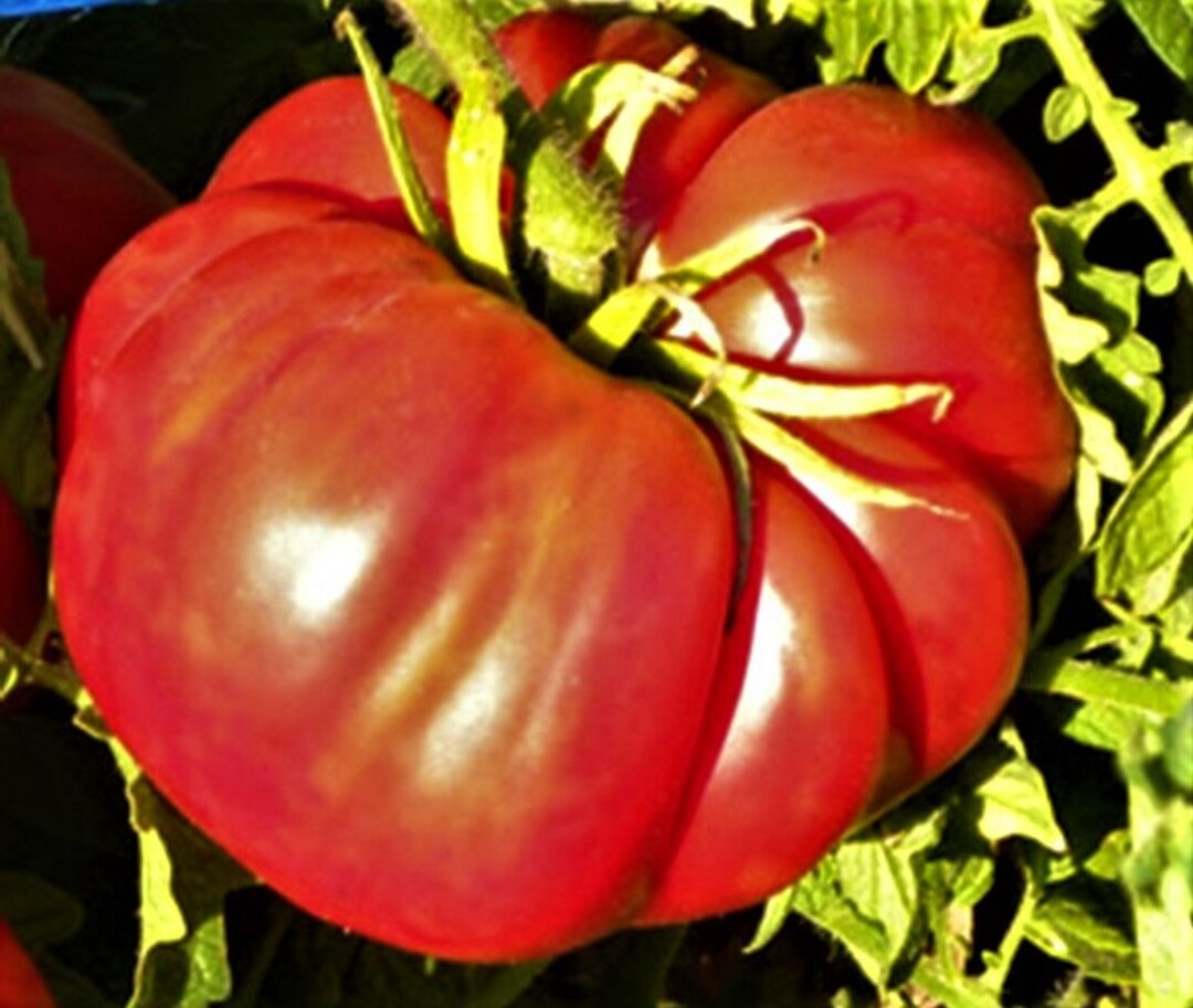 Cosmonaut Volkov Slicing Tomato Rare Heirloom Organic Non GMO Savory 10 ...