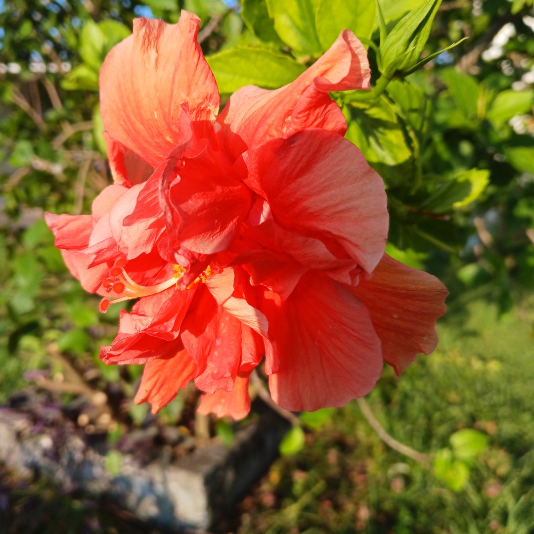 Chinese Hibiscus Mallow Heirloom Small Shrub Tree 10 Seeds #2054 - Etsy