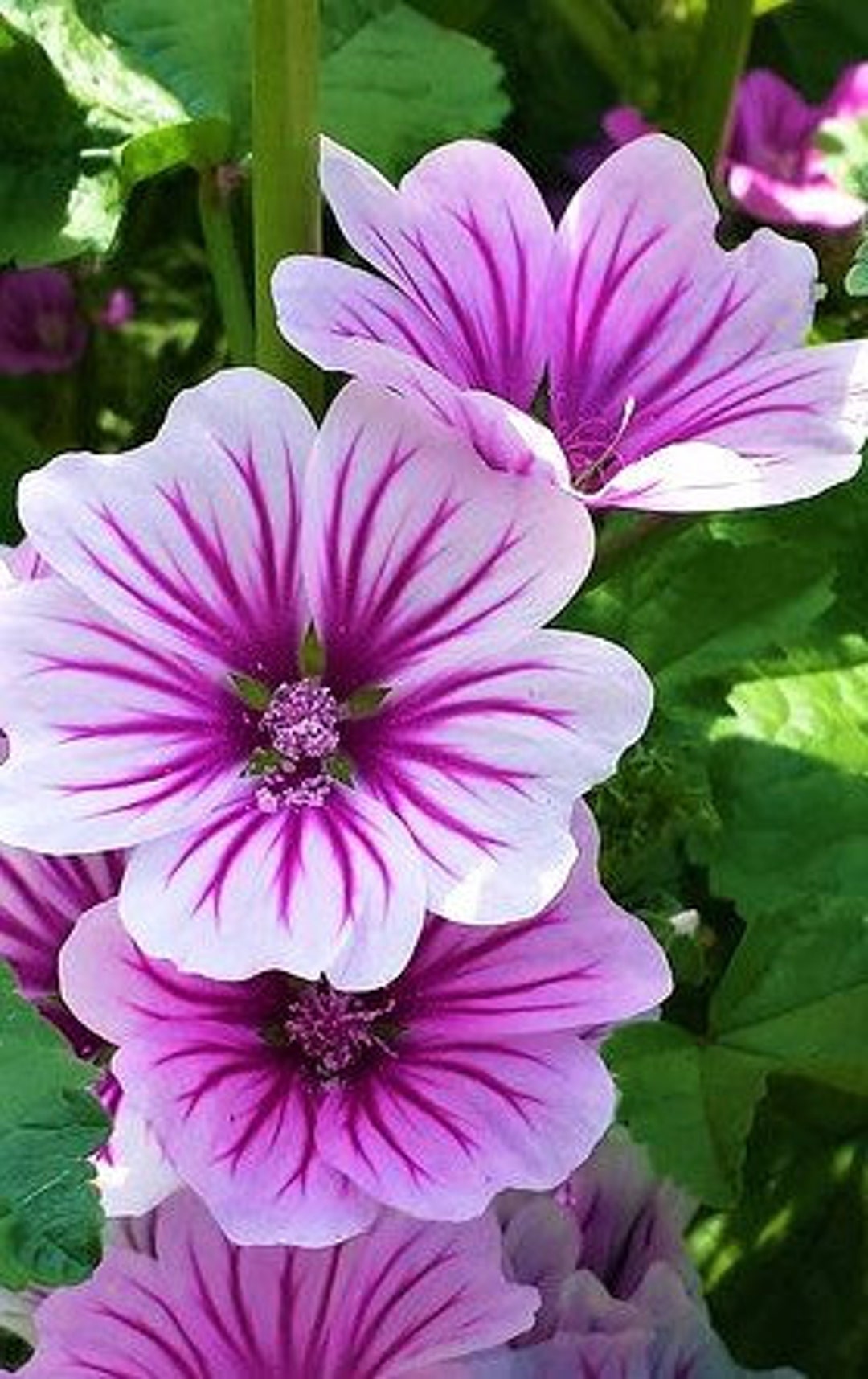 Malva Sylvestris Zebrina Mallow French Hollyhock Edible Medicinal Herb ...