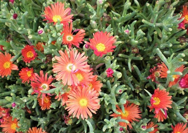 Malephora Crocea Red Ice Plant Succulent Groundcover 10 Seeds #2087 - Etsy