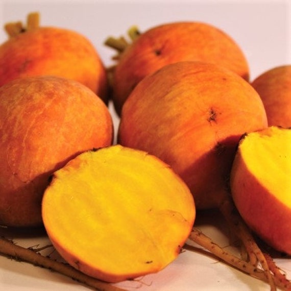 Beta Vulgaris Boldor Beet Organic Non GMO 15 Seeds Heirloom | Etsy