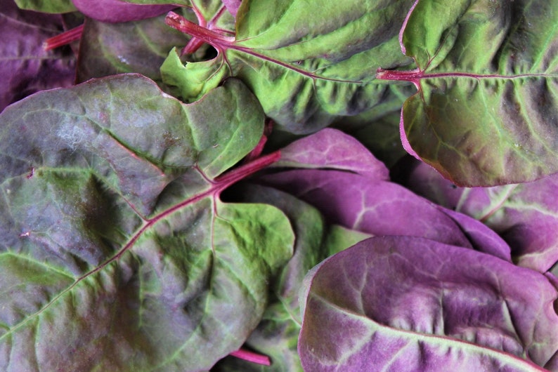 Purple Orach Mountain Spinach ORGANIC NON-GMO Microgreen 20 - Etsy