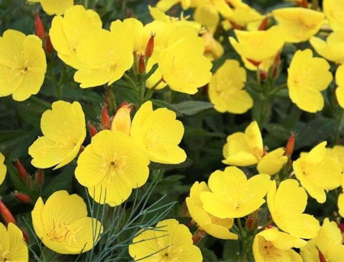 Oenothera Fruticosa Golden Sundrops Primrose Yellow Perennial 30 Seeds ...