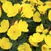 Oenothera Fruticosa Golden Sundrops Primrose Yellow Perennial 20 Seeds ...