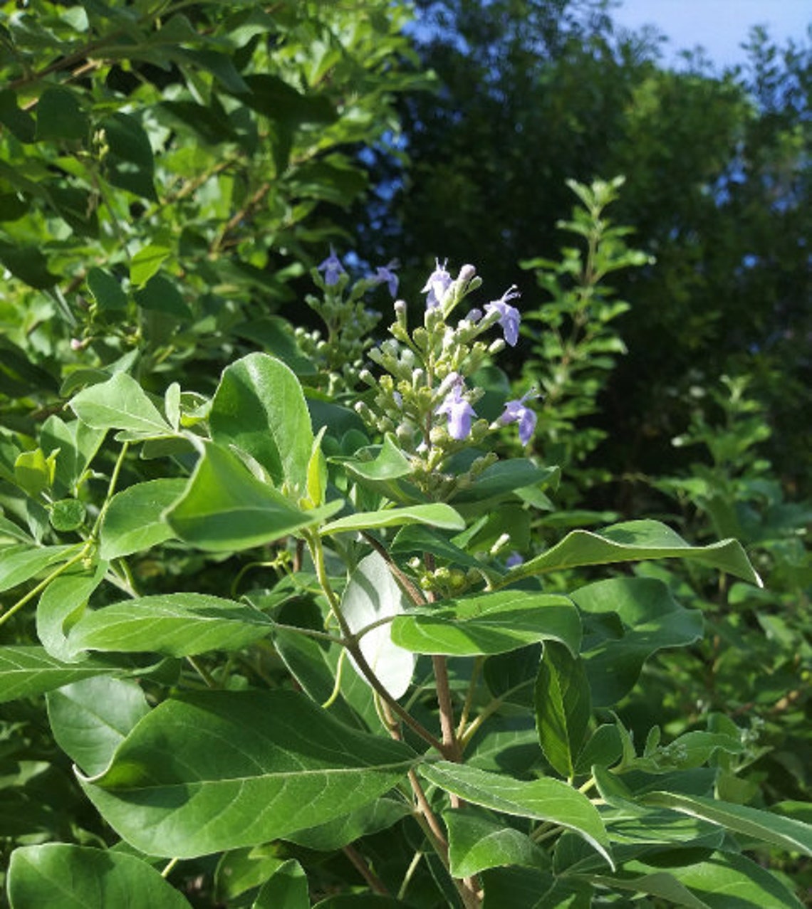Vitex Trifolia RARE Tropical Flower Tree Shrub Simple Leaf Chaste Tree ...