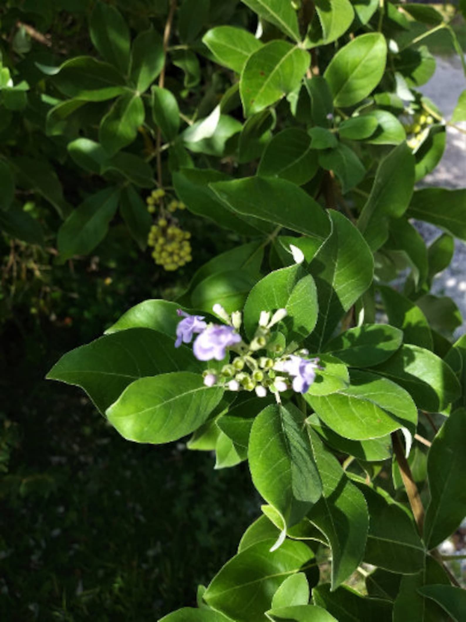 Vitex Trifolia RARE Tropical Flower Tree Shrub Simple Leaf Chaste Tree ...