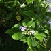 Vitex Trifolia RARE Tropical Flower Tree Shrub Simple Leaf Chaste Tree ...