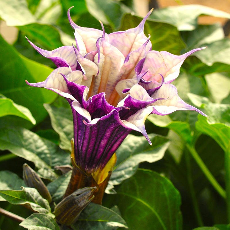 Devils Trumpet - Etsy