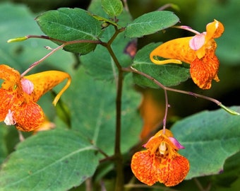 Spotted Jewelweed Flower Seeds. 15 Seeds. impatiens Capensis. Orange ...