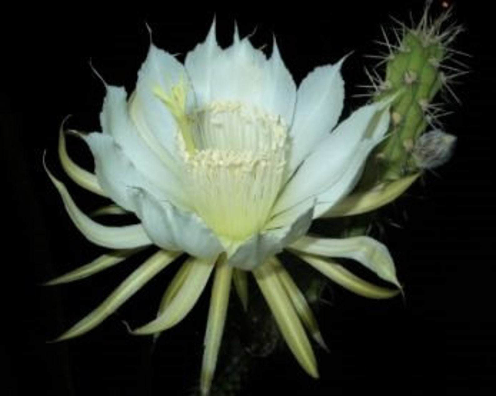 Harrisia Fragrans Fragrant Prickly Apple Cactus ENDANGERED - Etsy