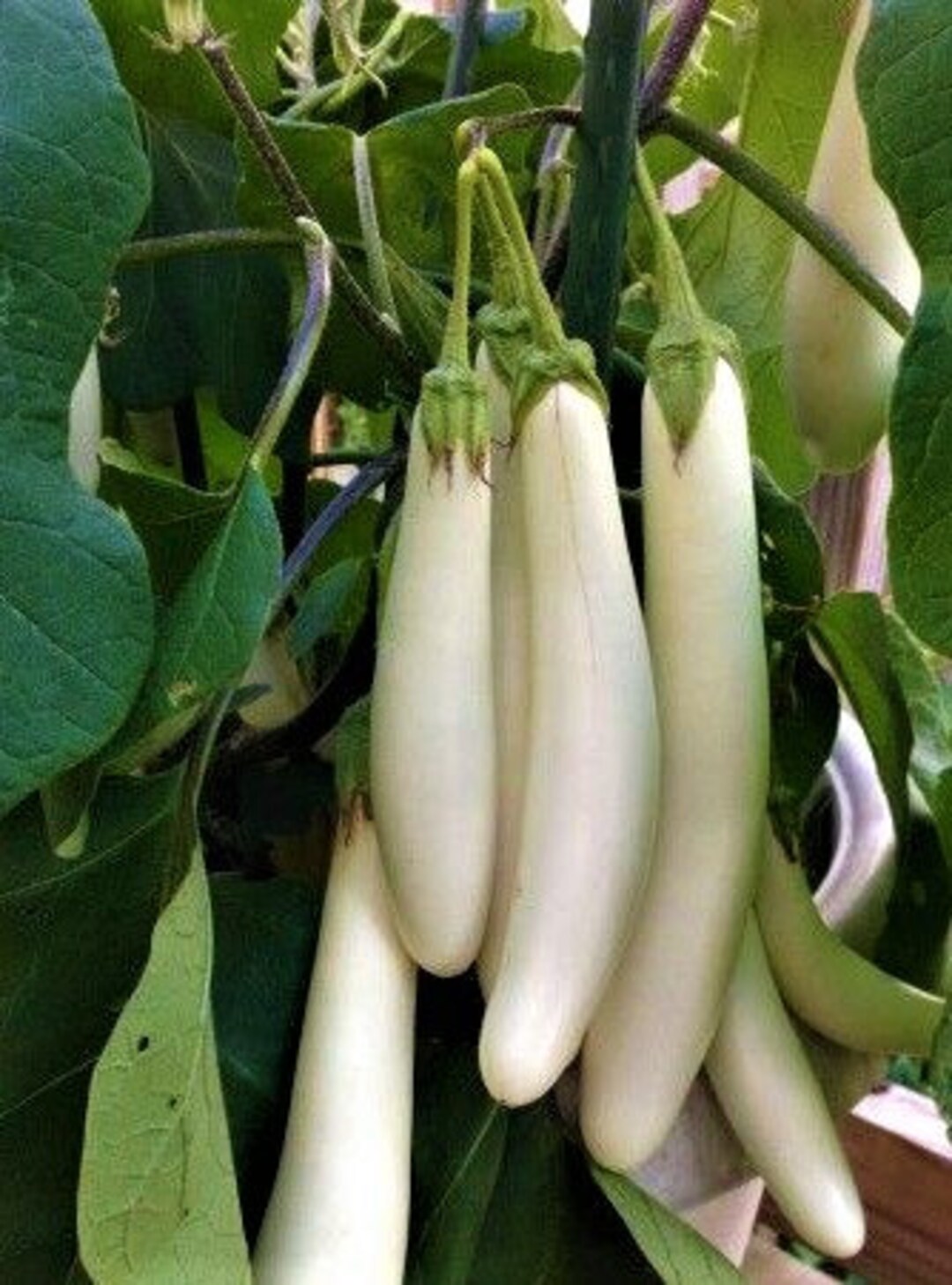 White Comet Asian Elongated Eggplant Sweet Organic 10 Seeds #2169 - Etsy