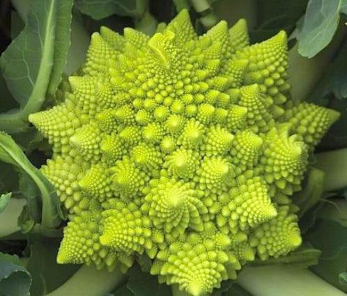 Romanesco Green Cauliflower Spiral Heirloom Organic 20 Seeds | Etsy