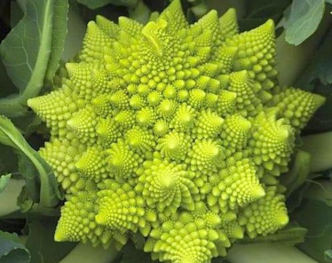 Romanesco Green Cauliflower Spiral Heirloom Organic 15 Seeds # 2024 - Etsy