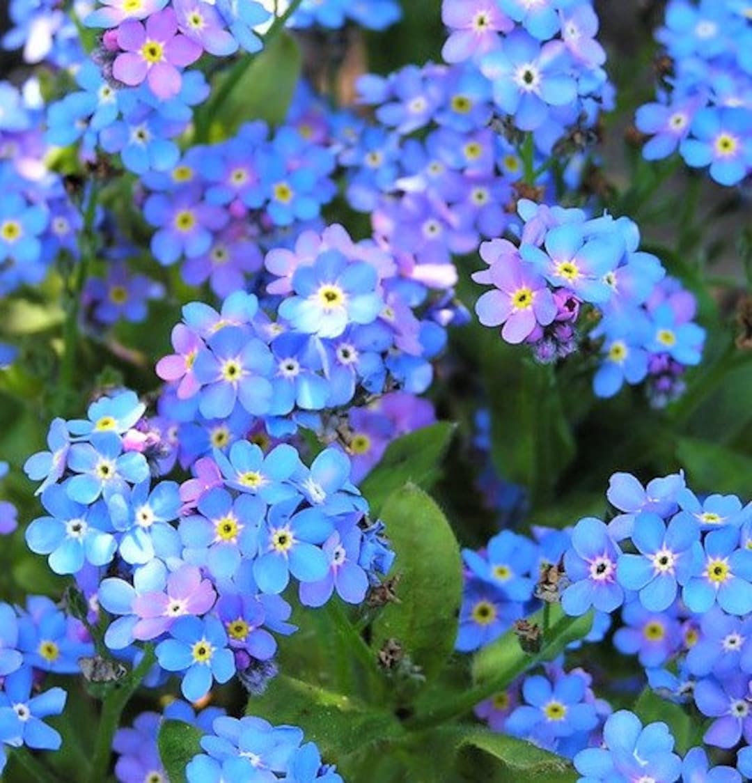 Cynoglossom Anabile Chinese Forget-me-not Blue Flowers Landscape ...