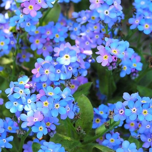 Chinese Forget Me Not - Etsy