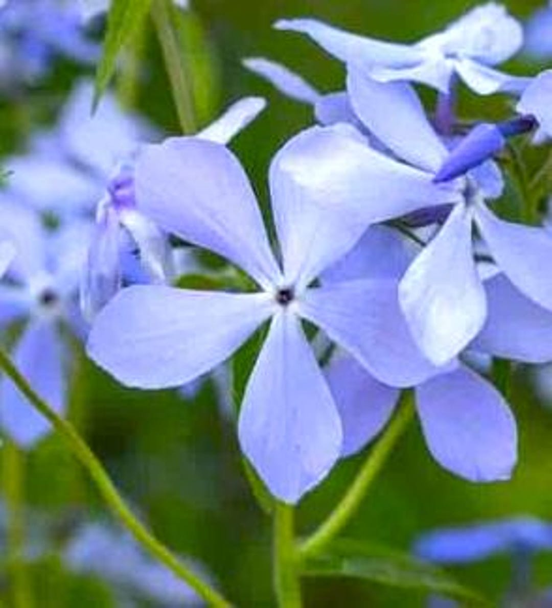 Phlox Divaricata Wild Sweet William Blue Flower Plant 5 Seeds #2179 - Etsy