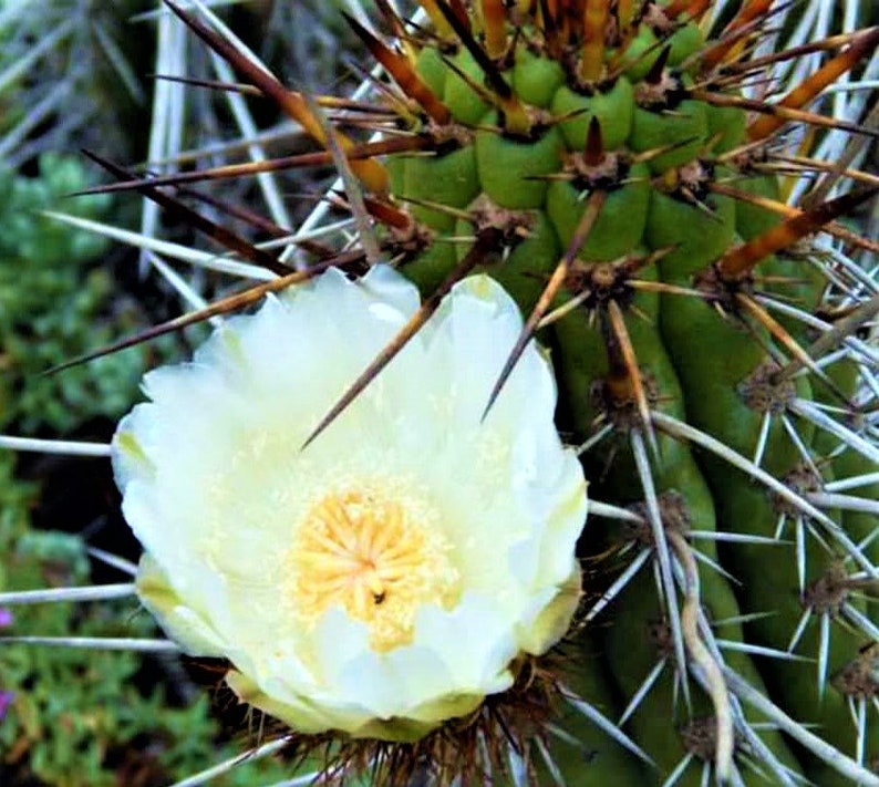 Eulychnia Castanea RARE Copao Fruit Cactus Antioxidant 5 SEEDS 2125 - Etsy