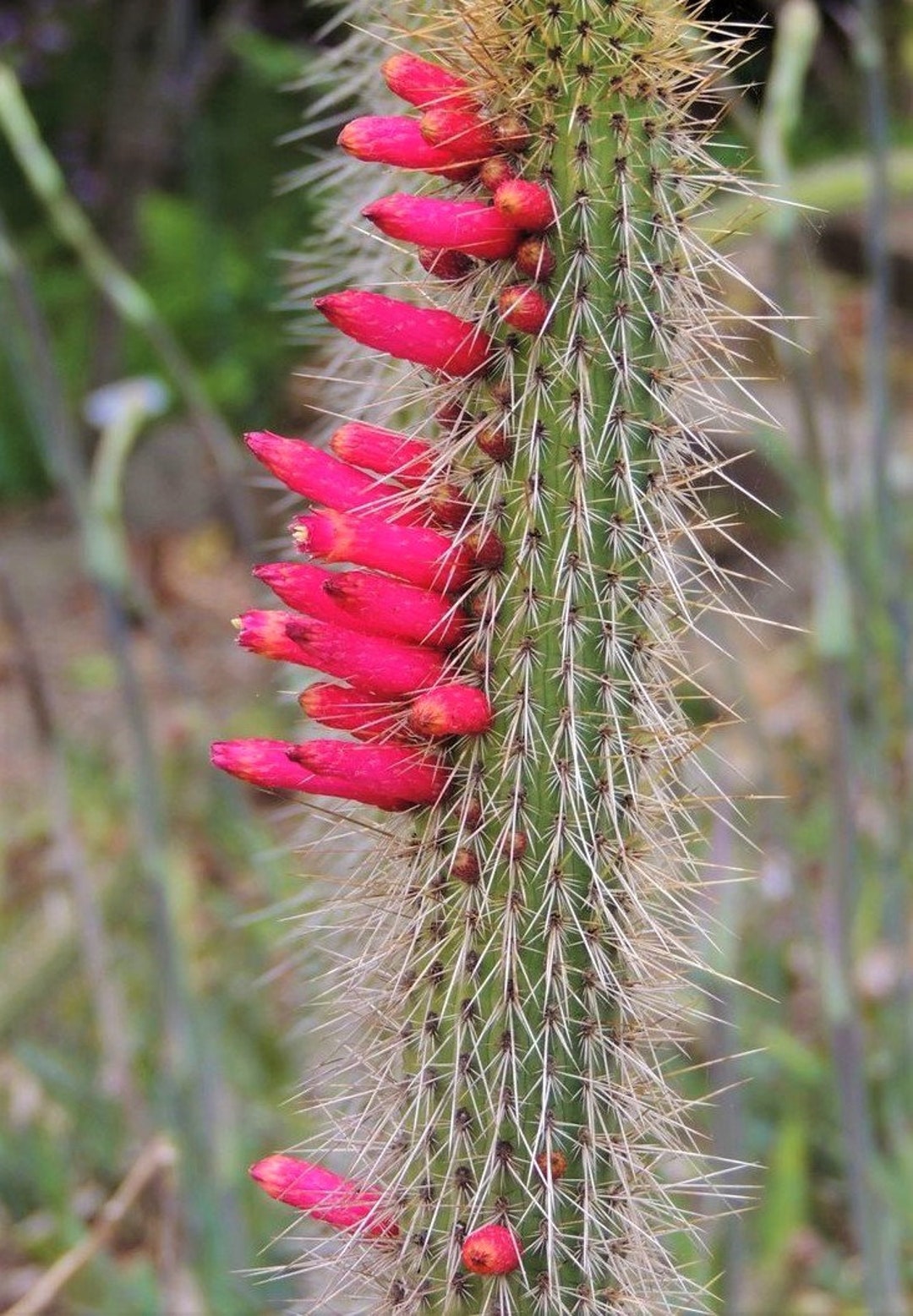 Cleistocactus Candelilla RARE Pink Flower Cactus Plant 10 Seeds #2071 ...