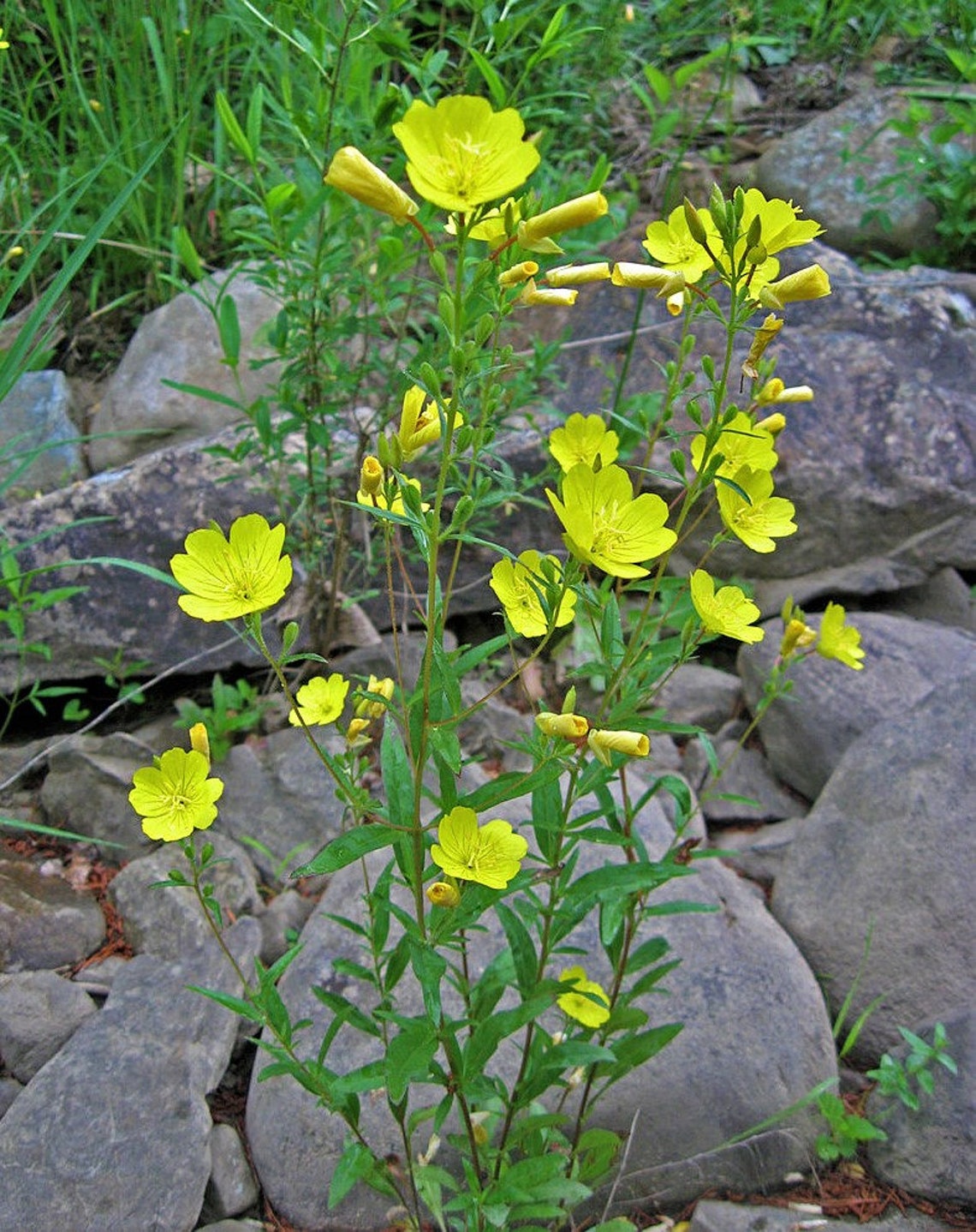 Oenothera Fruticosa Golden Sundrops Primrose Yellow Perennial 30 Seeds ...