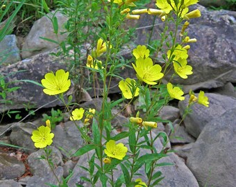 Evening Primrose Yellow Sundrop, Sundrops Flower, oenothera Fruticosa ...