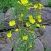 Oenothera Fruticosa Golden Sundrops Primrose Yellow Perennial 20 Seeds ...