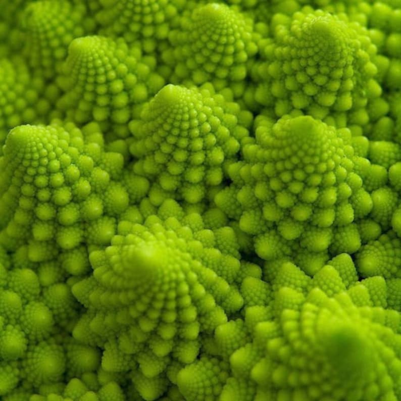 Romanesco Green Cauliflower Spiral Heirloom Organic 15 Seeds | Etsy