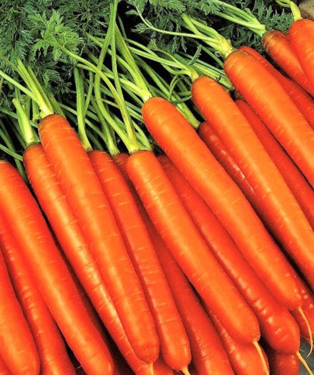Scarlet Nantes Carrot Sweet Organic Non-gmo 50 SEEDS #2145 - Etsy