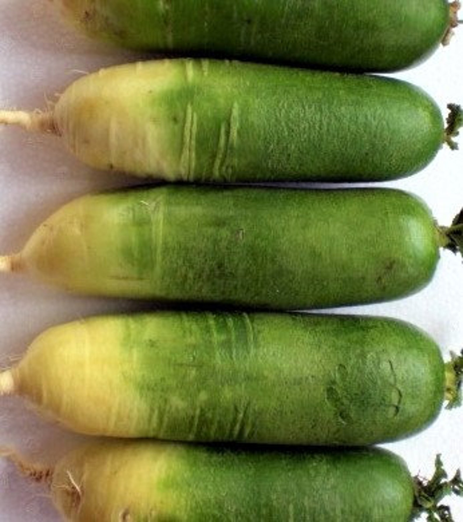 Green Meat Radish Chinese Large Organic Heirloom 15 Seeds | Etsy