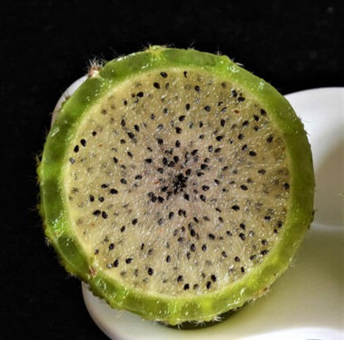 Eulychnia Breviflora RARE Copao Fruit Cactus Antioxidant 5 SEEDS 2125 ...