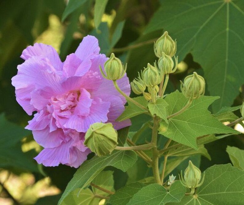 Hibiscus Mutabilis Confederate Rose Cotton Rosemallow Heirloom Shrub 10 ...