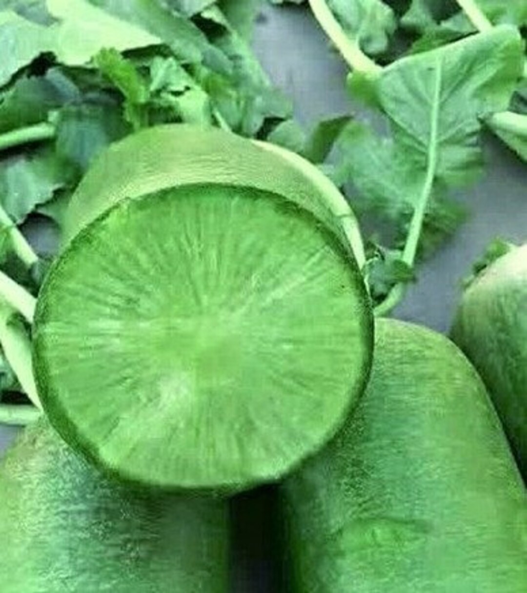 Green Meat Radish Chinese Large Organic Heirloom 10 Seeds #1114 - Etsy