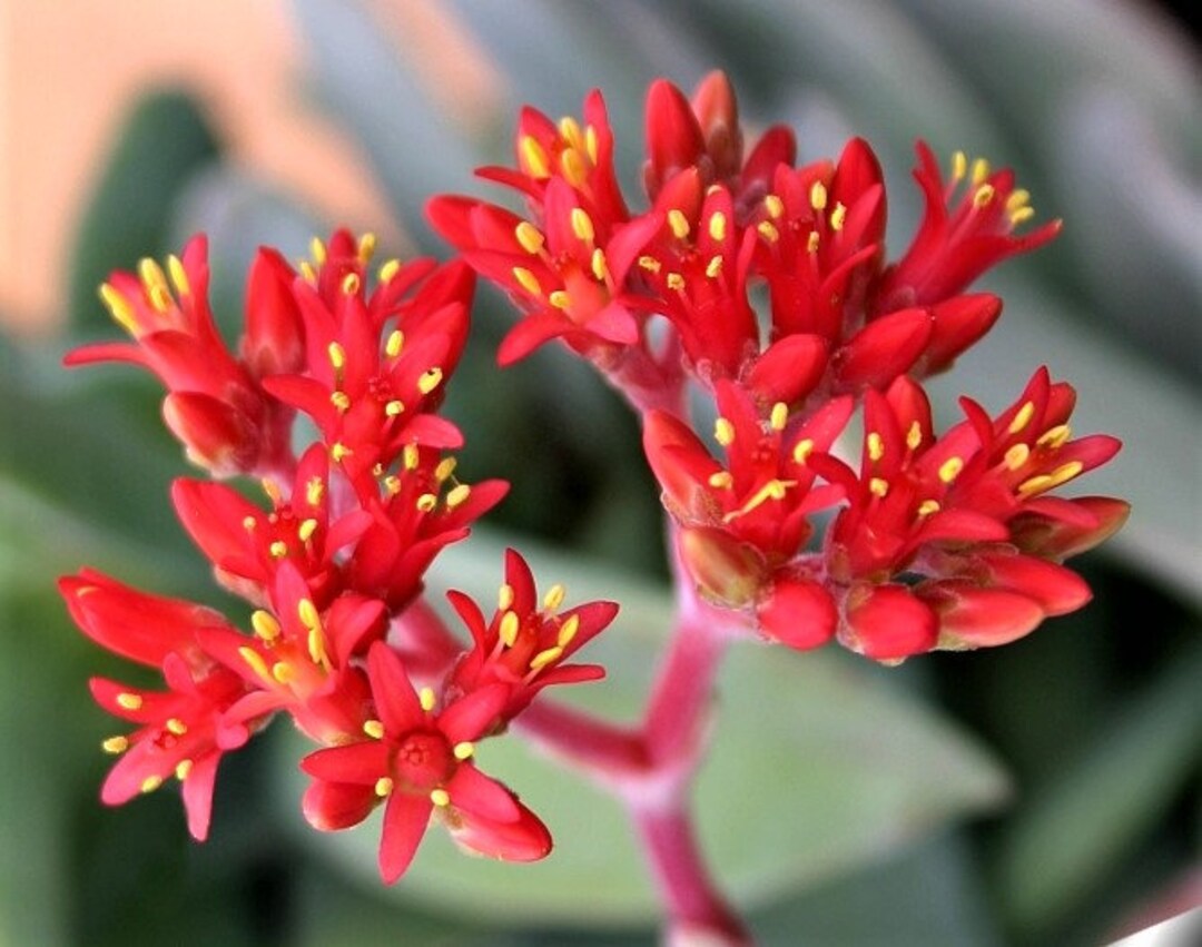 Crassula Falcata Propeller Plant Red Flowers Succulent Rare 10 Seeds ...