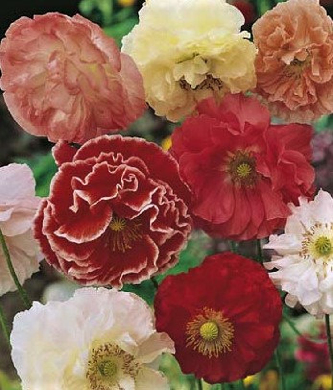 Shirley Double Choice Poppy Mix Rainbow 100 Seeds 2023 - Etsy