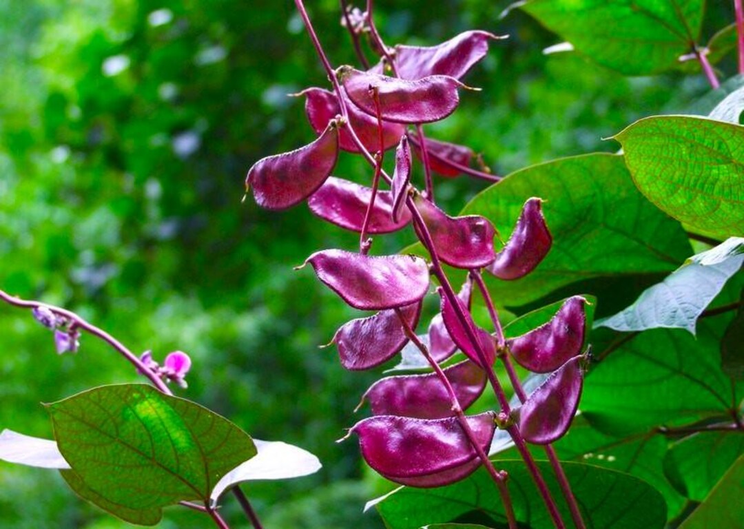 Lablab Purpureus Purple Hyacinth Bean Vine Edible 10 Seeds 1193 - Etsy