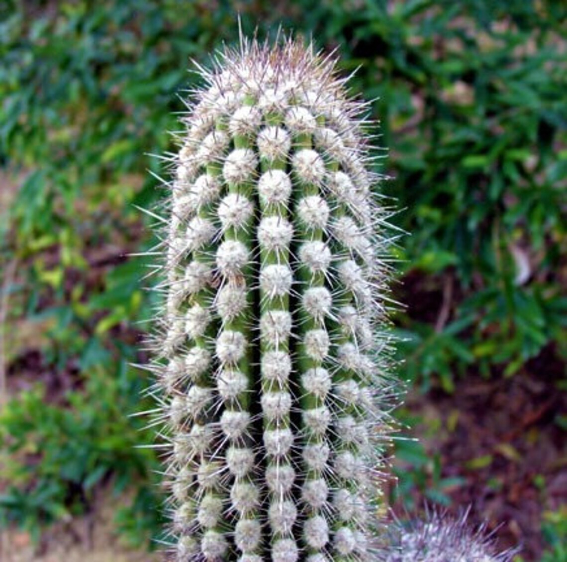 Eulychnia Breviflora RARE Copao Fruit Cactus Antioxidant 5 SEEDS 2125 ...