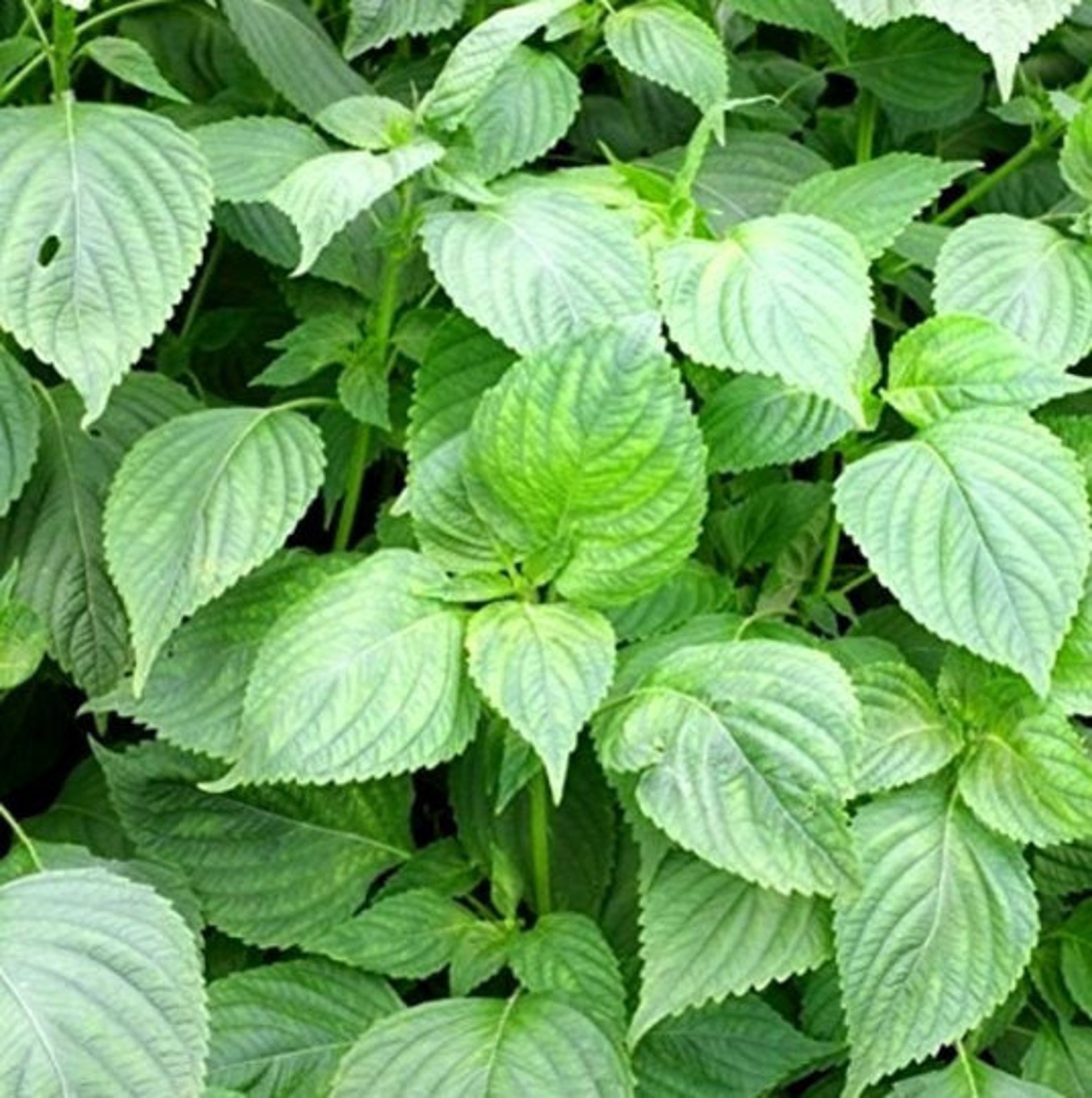 Perilla Frutescens Green Shiso Asian Herb Sushi Organic Non GMO ...