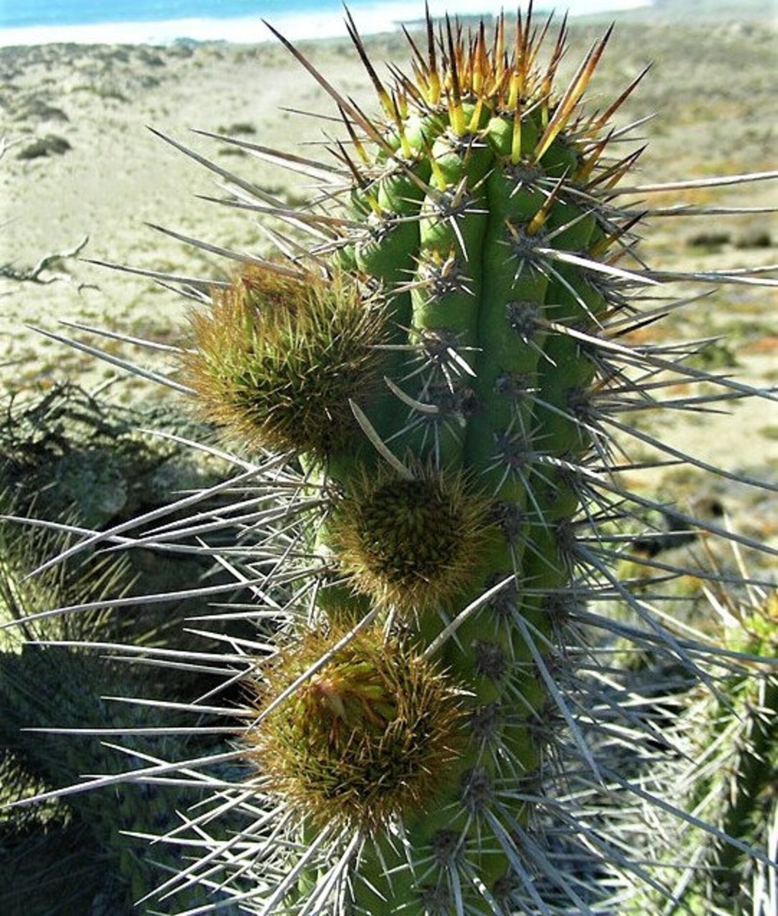 Eulychnia Castanea RARE Copao Fruit Cactus Antioxidant 5 SEEDS #2125 - Etsy