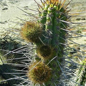 Eulychnia Castanea RARE Copao Fruit Cactus Antioxidant 5 SEEDS #2125 - Etsy