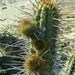 Eulychnia Castanea RARE Copao Fruit Cactus Antioxidant 5 SEEDS #2125 - Etsy