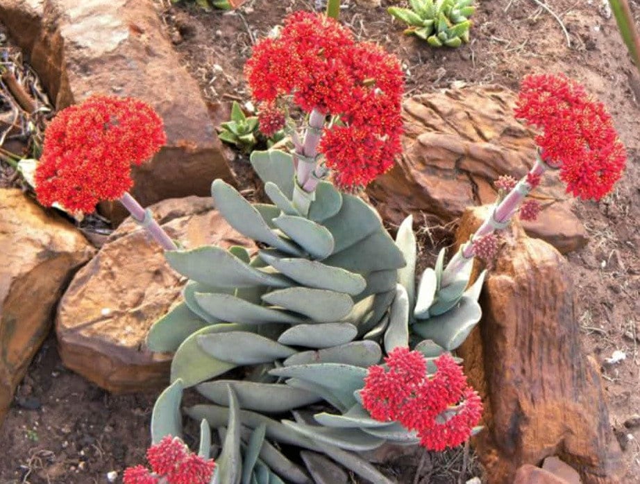 Crassula Falcata Propeller Plant Red Flowers Succulent Rare 10 Seeds ...