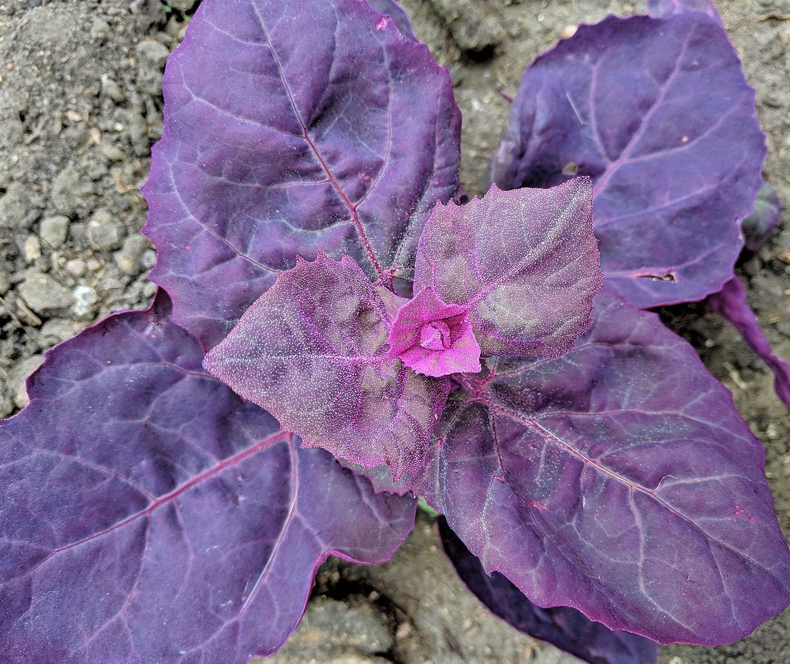 Purple Orach Mountain Spinach ORGANIC NON-GMO Microgreen 20 Seeds 2155 ...