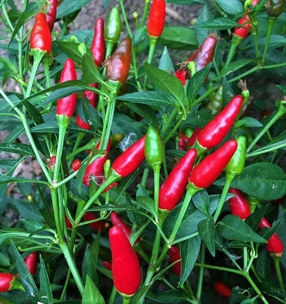 Thai Dragon Pepper Plant