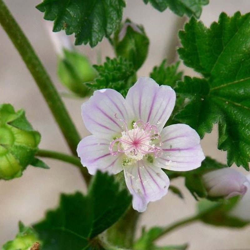 Common Mallow - Etsy