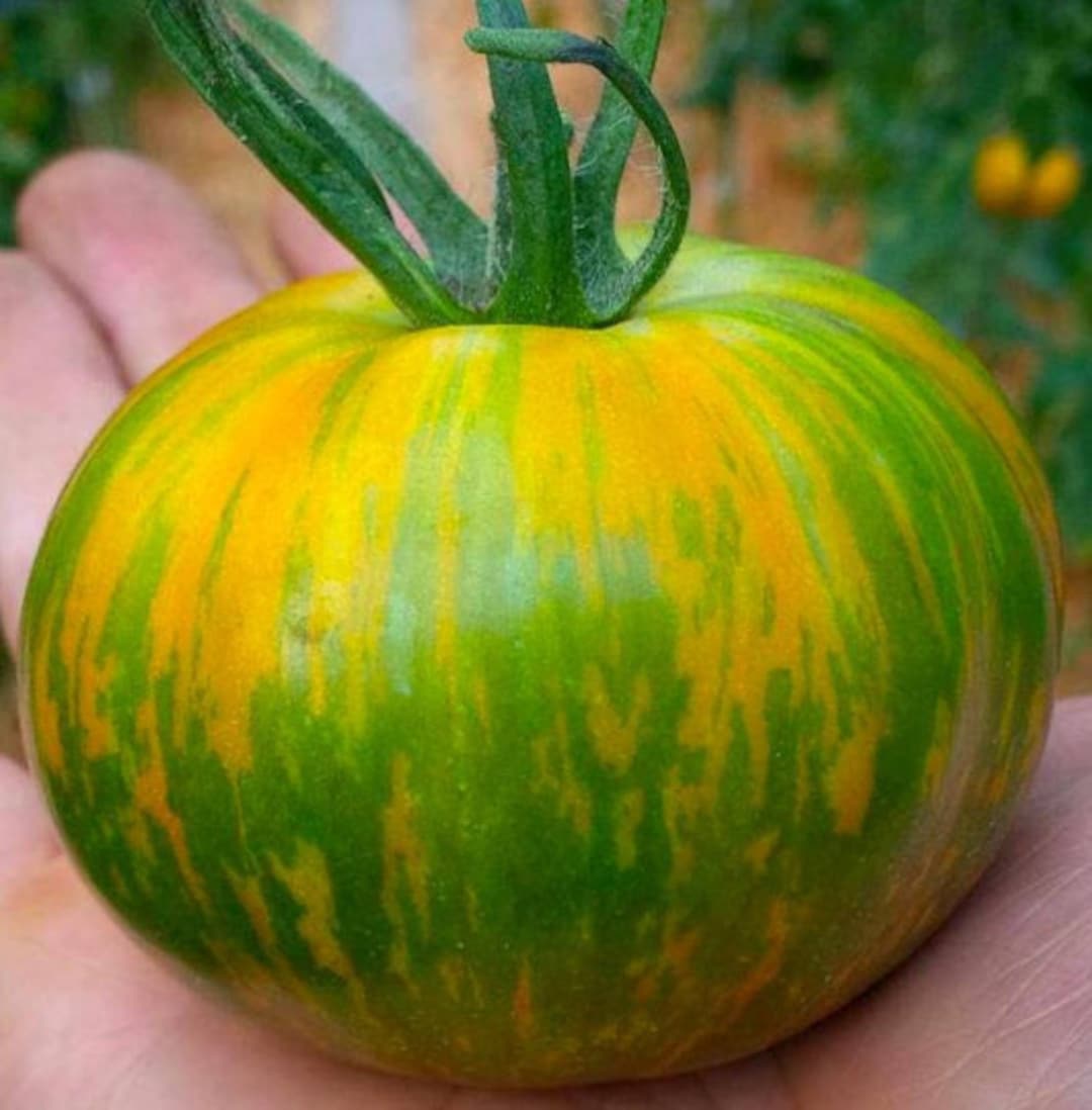 Green Zebra Tomato Organic 15 Green Yellow Stripes Small 10 Seeds #1155 ...