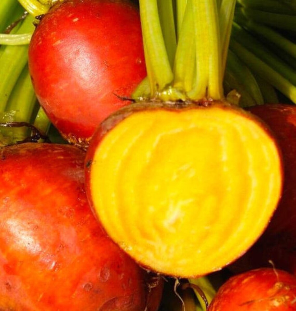 Beta Vulgaris Touchstone Gold Beet Organic Non GMO 10 Seeds Heirloom ...
