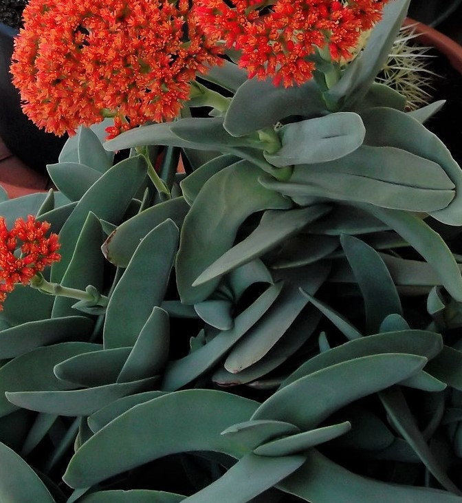 Crassula Falcata Propeller Plant Red Flowers Succulent Rare 10 Seeds ...