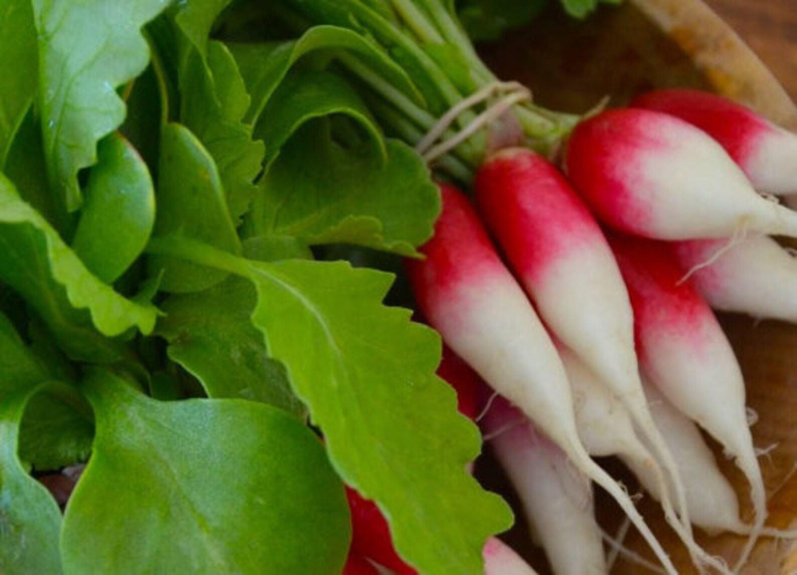 French Breakfast Radish Long Pink and White Organic Heirloom 20 Seeds ...
