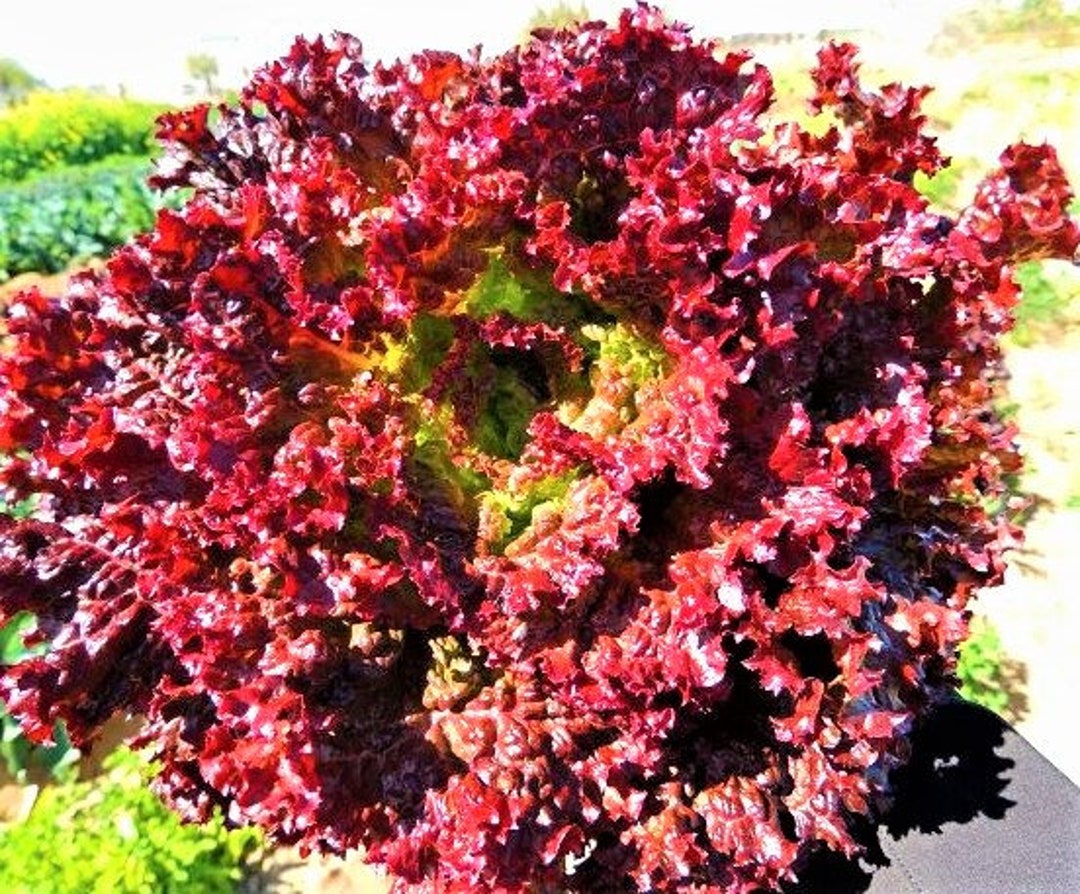 Lollo Rossa Lettuce Organic Non-gmo 50 Seeds #2162 - Etsy