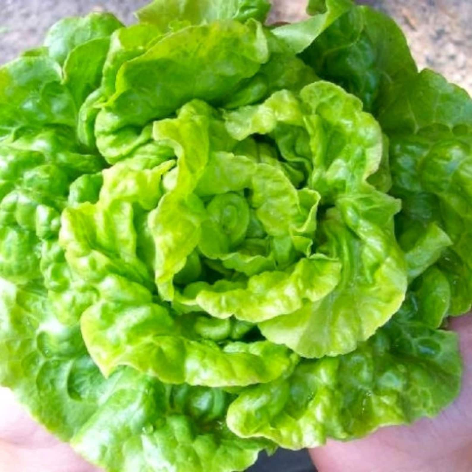 Buttercrunch Bibb Lettuce Rare Organic Non GMO 100 Seeds #1150 - Etsy